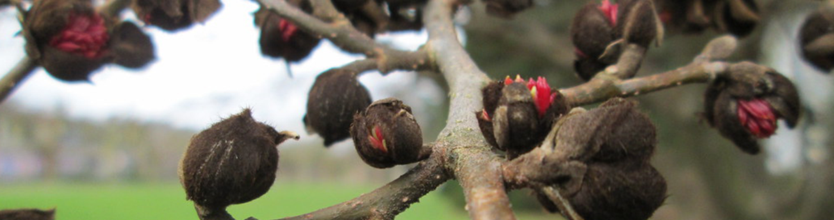 Dwarf Chinkapin Oak, Quercus prinoides – Nutcracker Nursery & Tree Farm