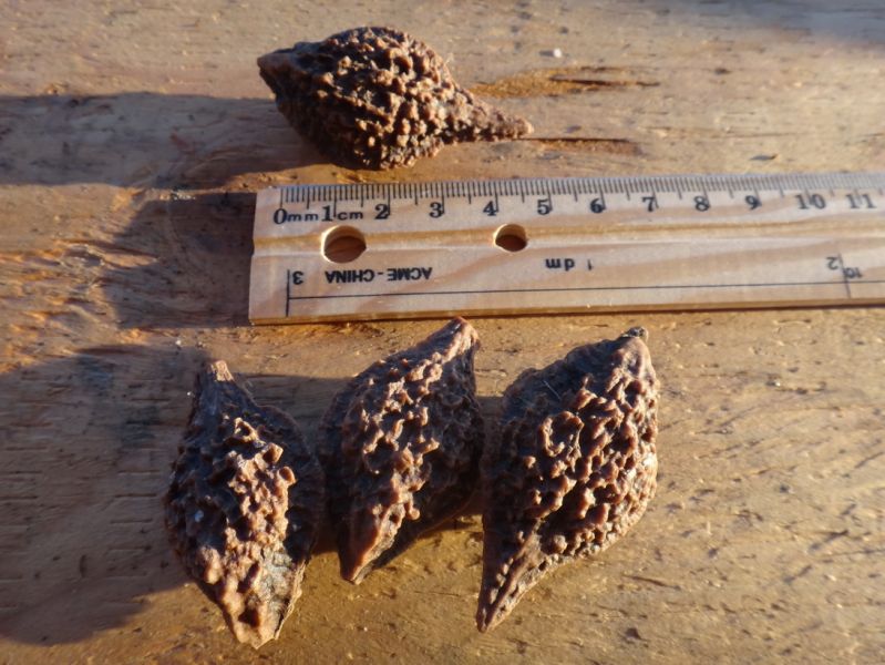 Mitchell Buartnut, Juglans cinerea X Juglans ailantifolia (Buartnut ...