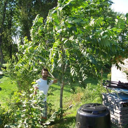 Walnut trees – Nutcracker Nursery & Tree Farm