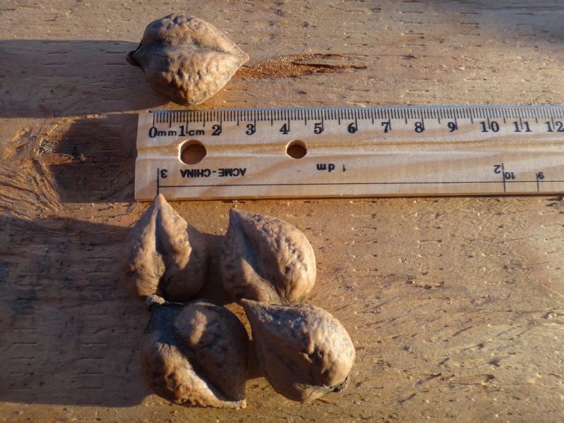 Japanese walnut (Heartnut) seedlings, Juglans ailantifolia var. cordif ...