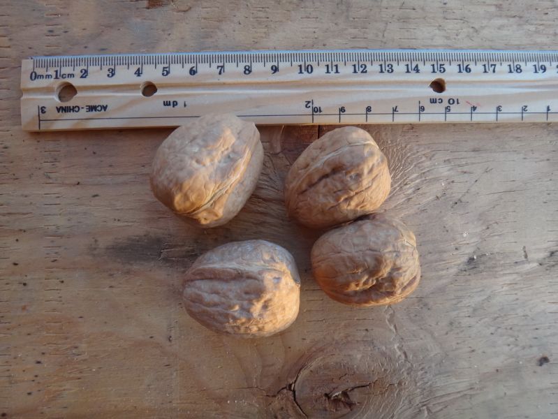 Carpathian walnut (English walnut) - Juglans regia – Nutcracker Nursery ...