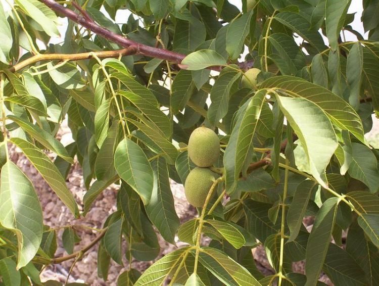 Carpathian walnut (English walnut) - Juglans regia – Nutcracker Nursery ...