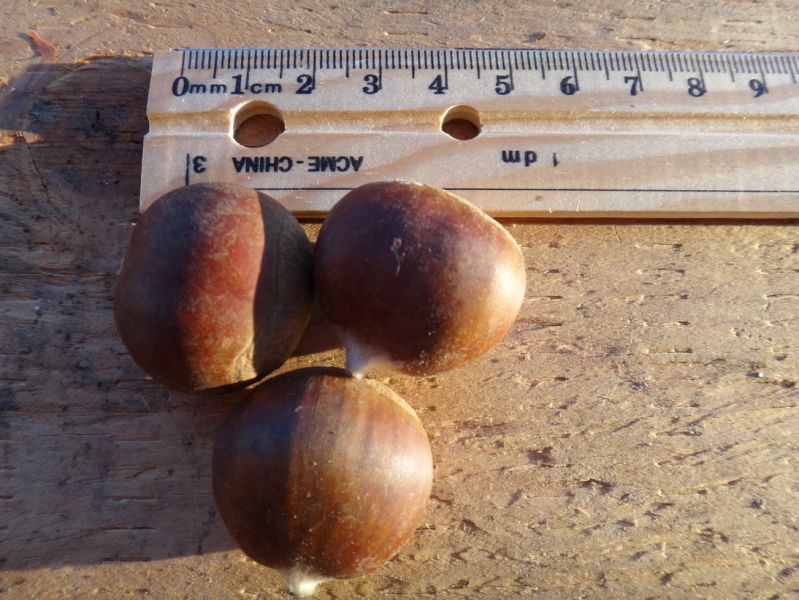 Hybrid chestnut Quebec seed source, Castanea dentata X Castanea Mollis ...
