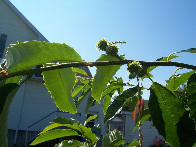 Hybrid chestnut Quebec seed source, Castanea dentata X Castanea Mollis ...
