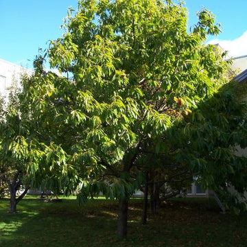 Chestnut trees – Nutcracker Nursery & Tree Farm