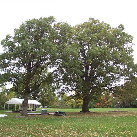 Nutcracker Nursery & Tree Farm