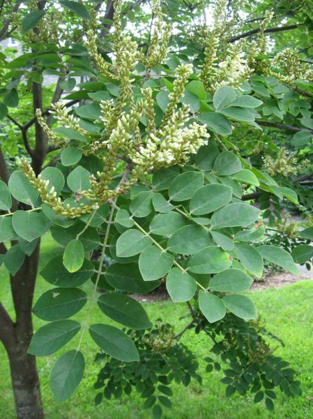 Amur Maakia, Maakia amurensis – Nutcracker Nursery & Tree Farm