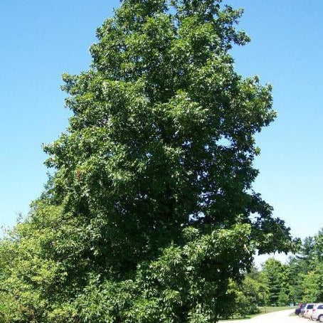 Hickory trees – Nutcracker Nursery & Tree Farm