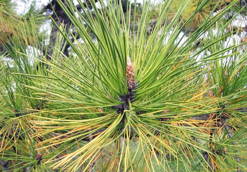 Pitch Pine, Pinus rigida – Nutcracker Nursery & Tree Farm