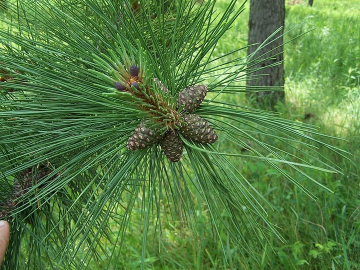 Red Pine, Pinus resinosa – Nutcracker Nursery & Tree Farm