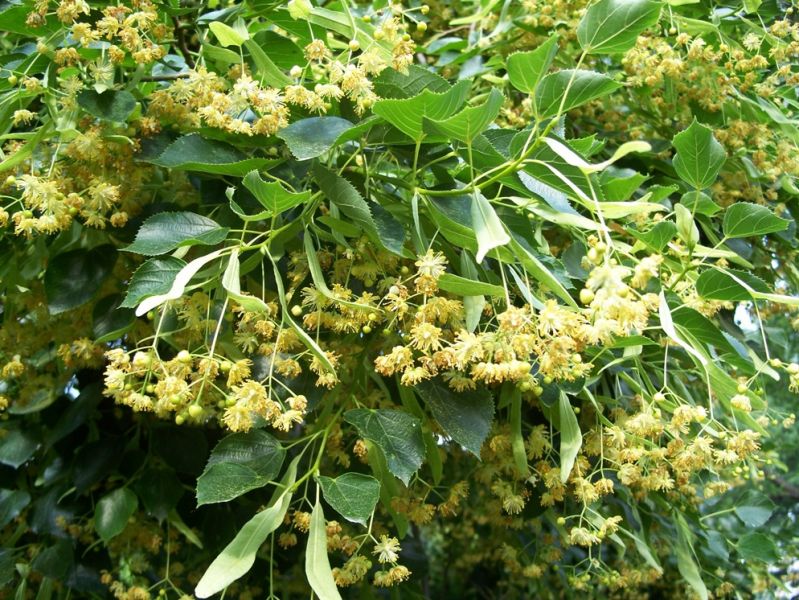 American basswood, (tilia americana) – Nutcracker Nursery & Tree Farm
