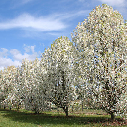 Pear trees – Nutcracker Nursery & Tree Farm