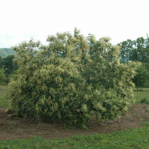 Chestnut trees – Nutcracker Nursery & Tree Farm