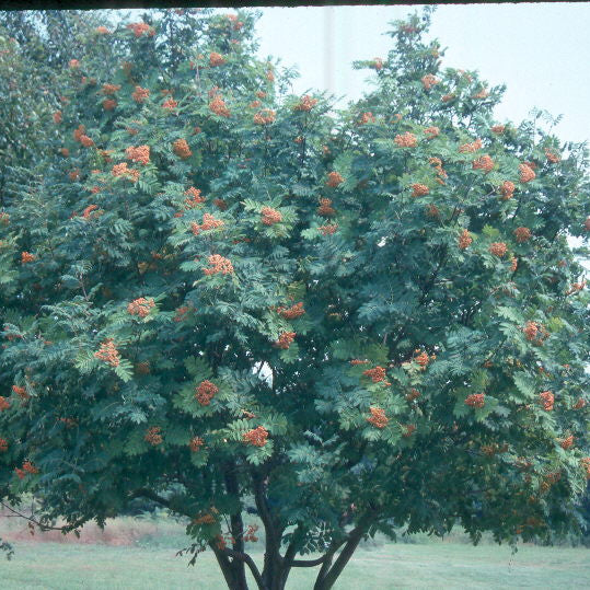 Native trees – Nutcracker Nursery & Tree Farm
