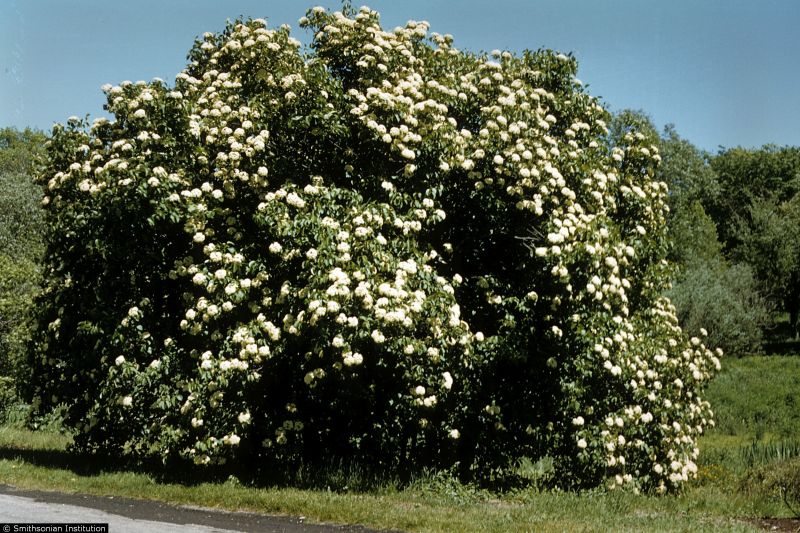 Nannyberry, Viburnum lentago – Nutcracker Nursery & Tree Farm