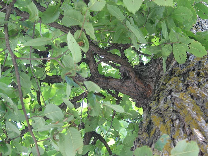 Rock elm (ulmus thomasii) – Nutcracker Nursery & Tree Farm