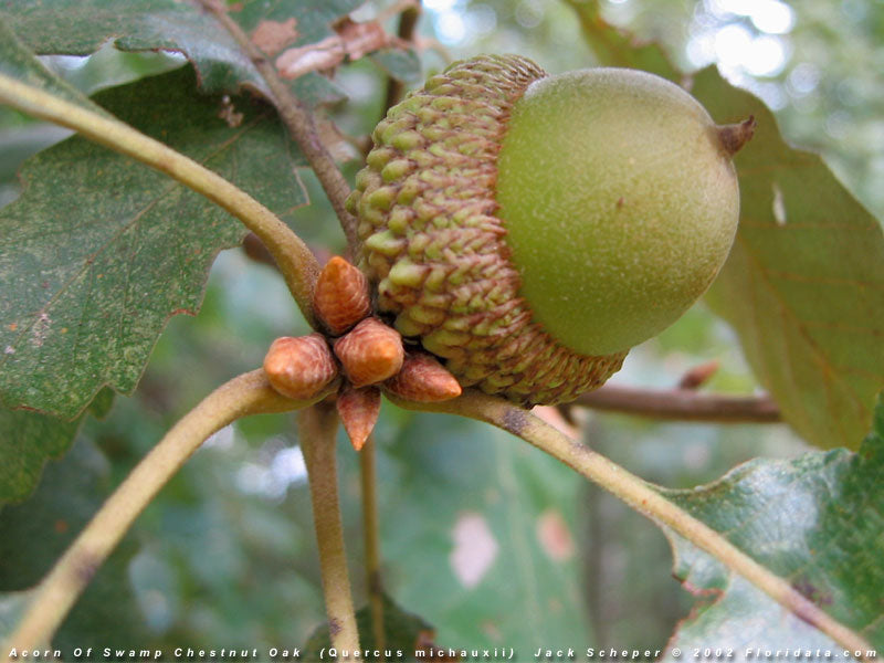 Swamp chestnut oak, Quercus michauxii – Nutcracker Nursery & Tree Farm