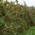 HONEYCRISP apple DWARF (M27) – Nutcracker Nursery & Tree Farm