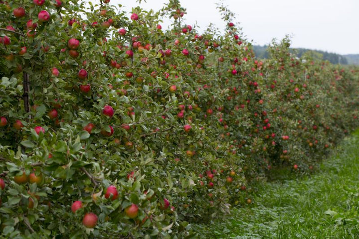 Honeycrisp apple tree – Nutcracker Nursery & Tree Farm