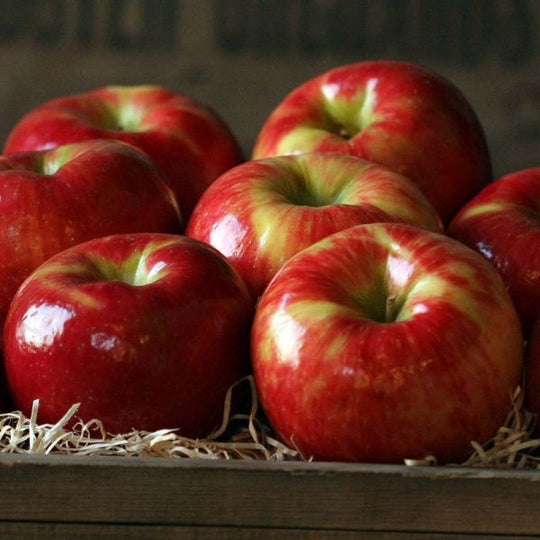 HONEYCRISP apple tree DWARF (M27) – Nutcracker Nursery & Tree Farm
