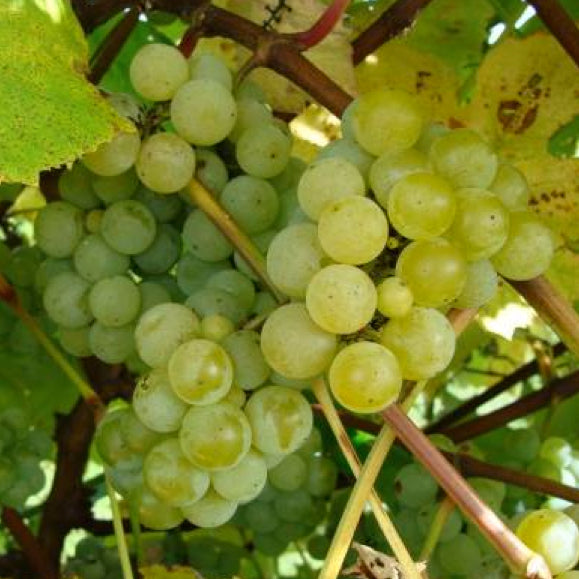 Kay Gray table grape – Nutcracker Nursery & Tree Farm