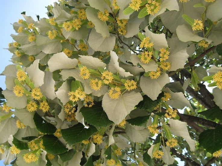 silver linden (Tilia tomentosa) – Nutcracker Nursery & Tree Farm
