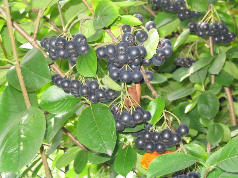ELLIOT chokeberry, Aronia melanocarpa – Nutcracker Nursery & Tree Farm