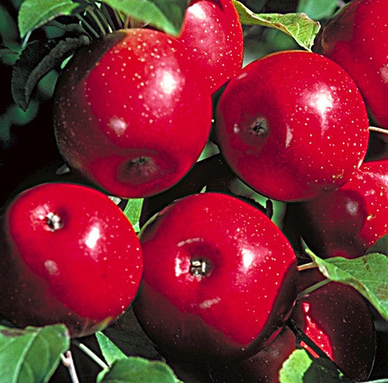 Red Haralson apple tree – Nutcracker Nursery & Tree Farm