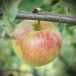 Sweet Sixteen apple tree – Nutcracker Nursery & Tree Farm