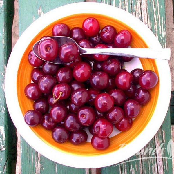 Cherry trees – Nutcracker Nursery & Tree Farm