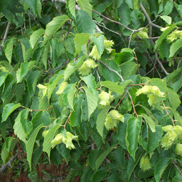 Hazelnut trees (Filbert) – Nutcracker Nursery & Tree Farm