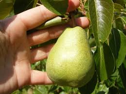 Pear Patten on OHxF87 semi dwarf – Nutcracker Nursery & Tree Farm