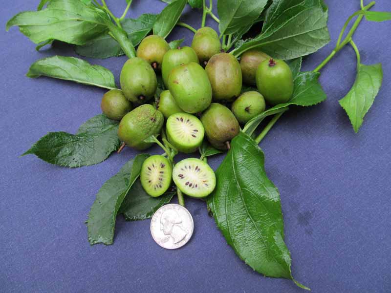 Female kiwi Anna (A.Arguta) – Nutcracker Nursery & Tree Farm