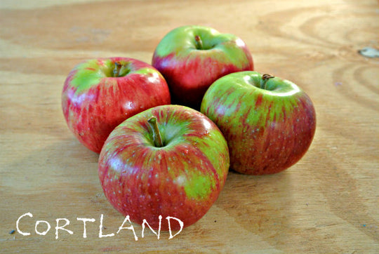 HONEYCRISP apple DWARF (M27) – Nutcracker Nursery & Tree Farm