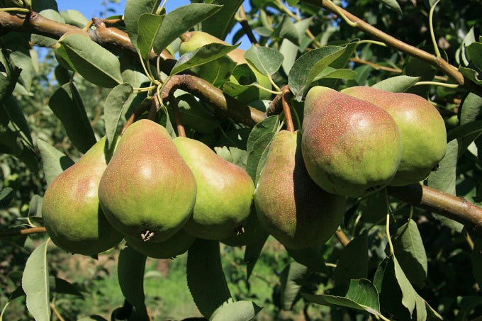 BARTLETT pear DWARF – Nutcracker Nursery & Tree Farm