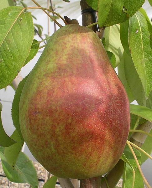 Pear tree Clapps Favorite (Pyrus Clapps favourite) – Nutcracker Nursery ...