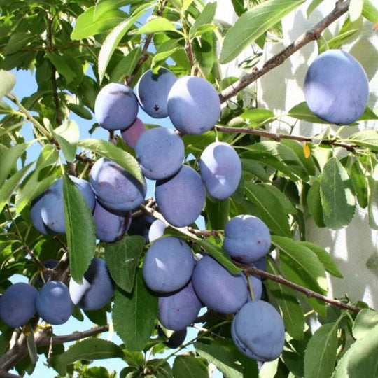 Plum trees – Nutcracker Nursery & Tree Farm