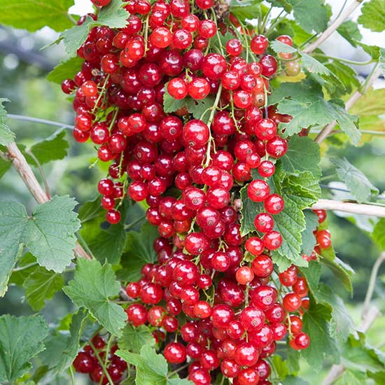 Red currant, Red Lake (Ribes rubrum) – Nutcracker Nursery & Tree Farm