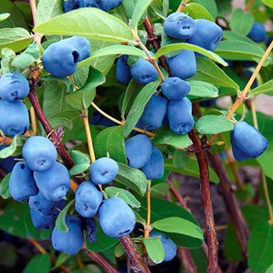 Haskap plants – Nutcracker Nursery & Tree Farm