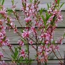Russian almond tree (prunus tenella) – Nutcracker Nursery & Tree Farm