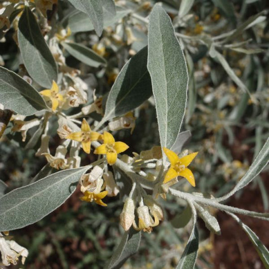 Russian olive tree (Elaeagnus angustifolia) – Nutcracker Nursery & Tree ...
