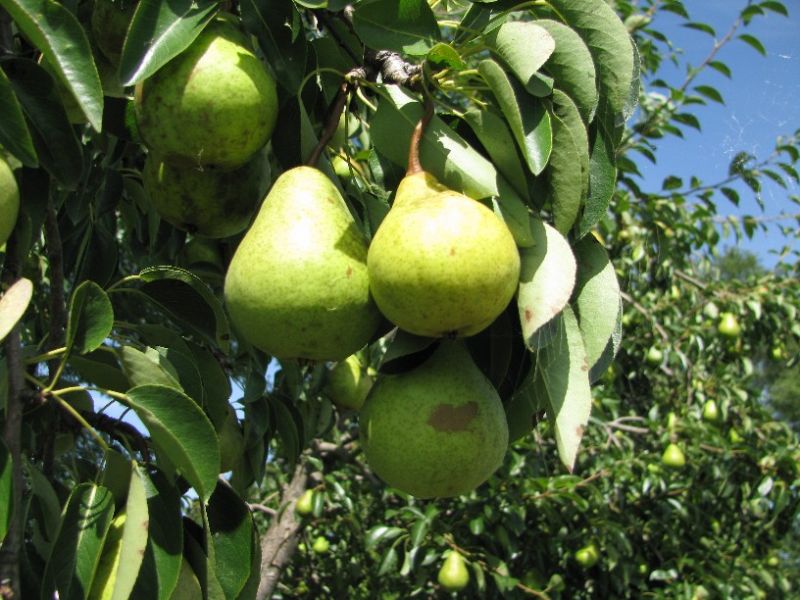 Northbrite Pear (Pyrus Spp) – Nutcracker Nursery & Tree Farm