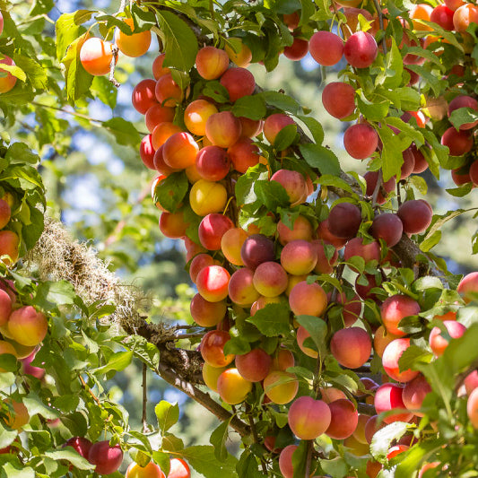 Apricot trees – Nutcracker Nursery & Tree Farm