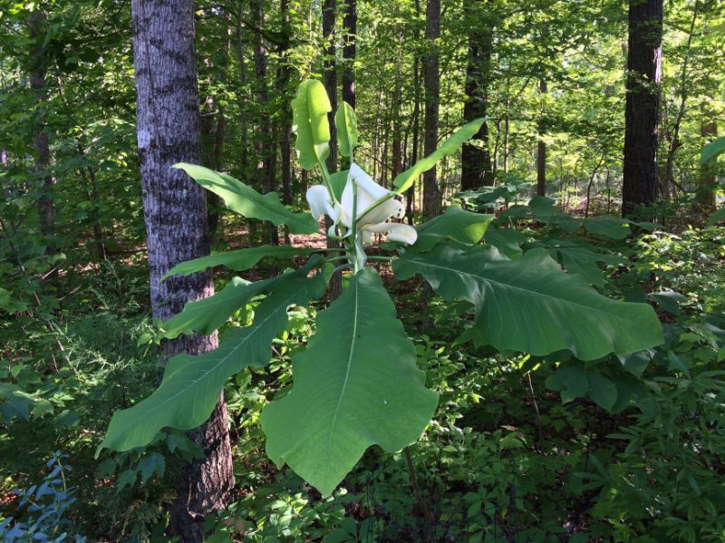 Bigleaf magnolia (M. macrophylla) – Nutcracker Nursery & Tree Farm