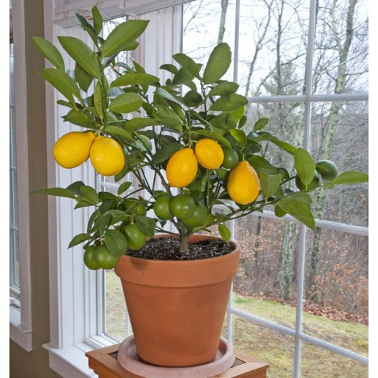 Citrus plants, palms trees and other exotic – Nutcracker Nursery & Tree ...