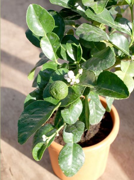 Dwarf Kaffir Lime – Nutcracker Nursery & Tree Farm