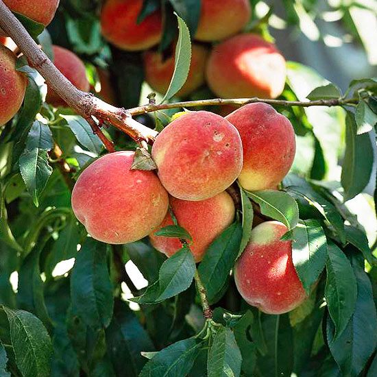 Peach Canadian Harmony – Nutcracker Nursery & Tree Farm