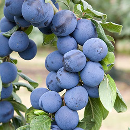 Plum Blue Damson – Nutcracker Nursery & Tree Farm