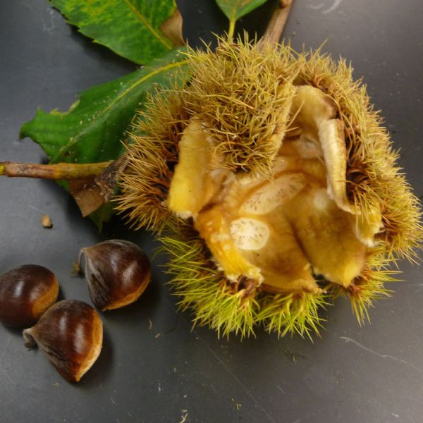 Chestnut trees – Nutcracker Nursery & Tree Farm