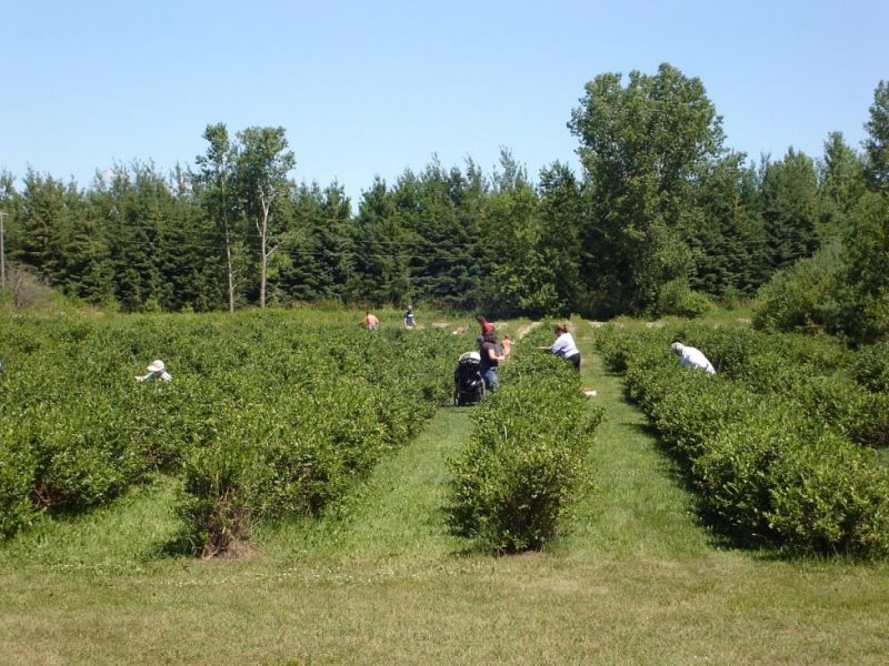 NORTHBLUE blueberry – Nutcracker Nursery & Tree Farm